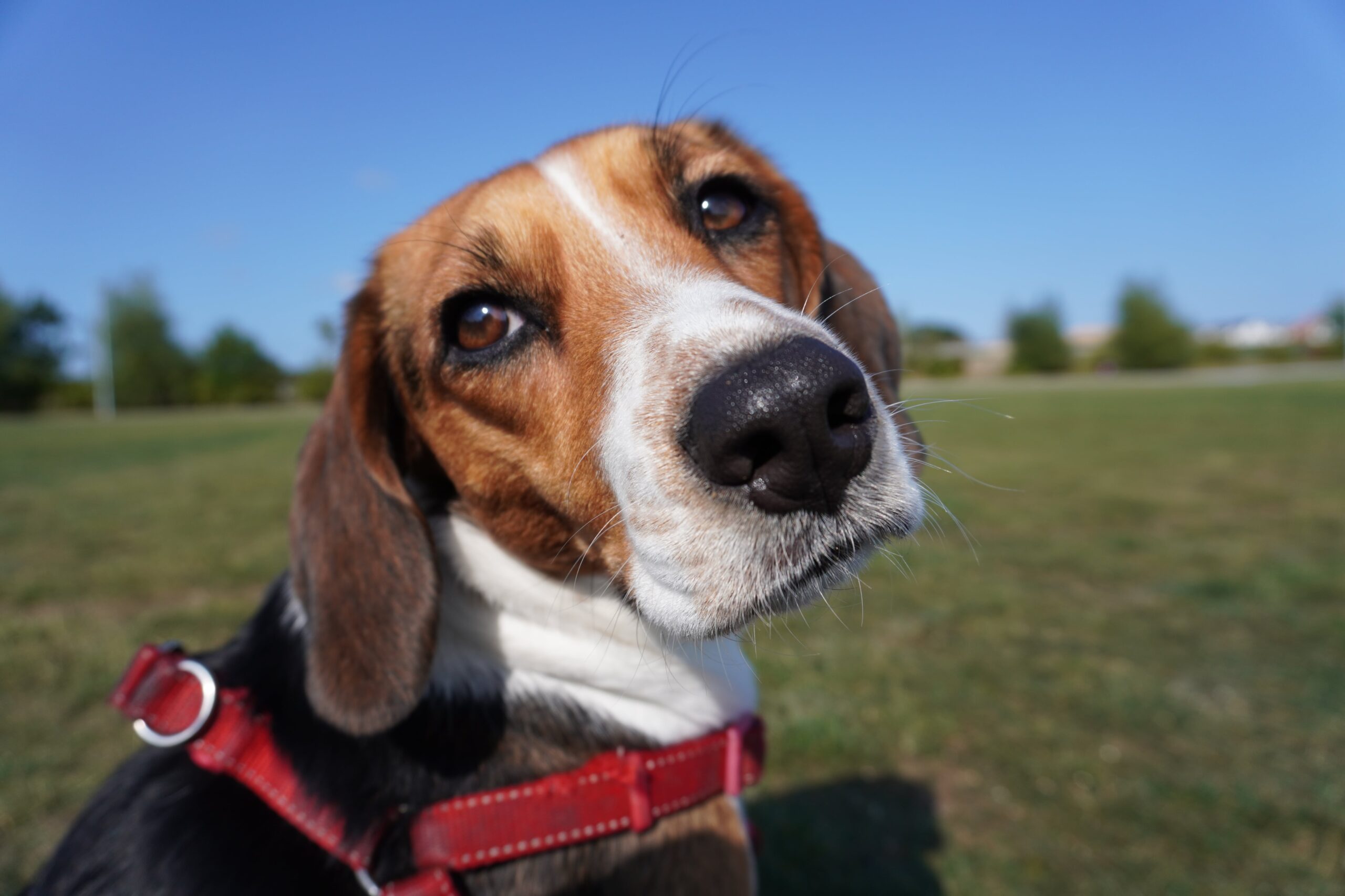 Pet humanization drives demand for premium pet care products ...